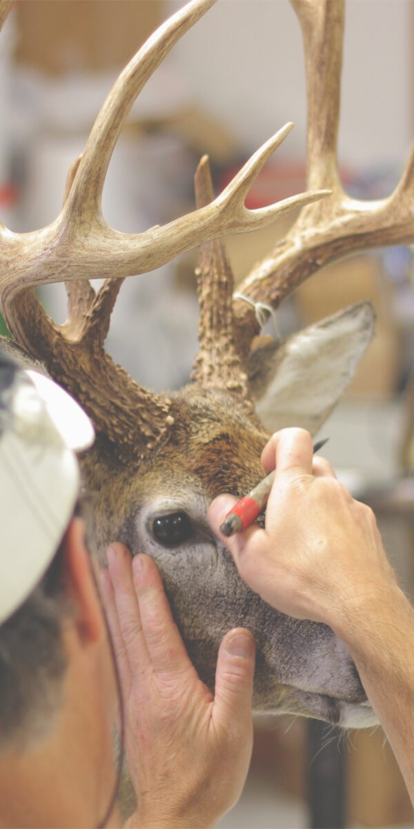 School of Taxidermy | Taxidermy, Pennyslvania